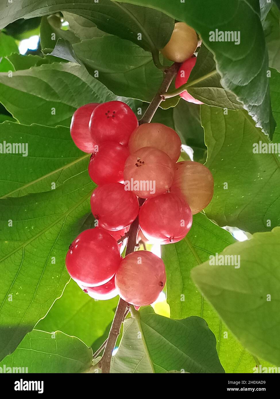 beautiful cherry acerola Stock Photo - Alamy