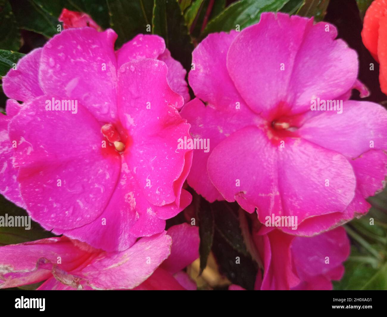 flowers with leaf tree garden Stock Photo - Alamy