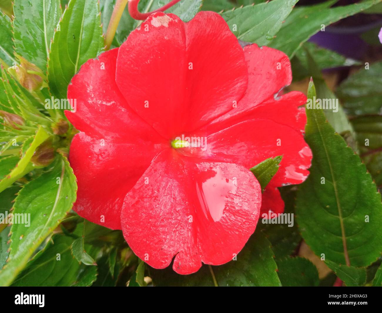 flowers with leaf tree garden Stock Photo - Alamy