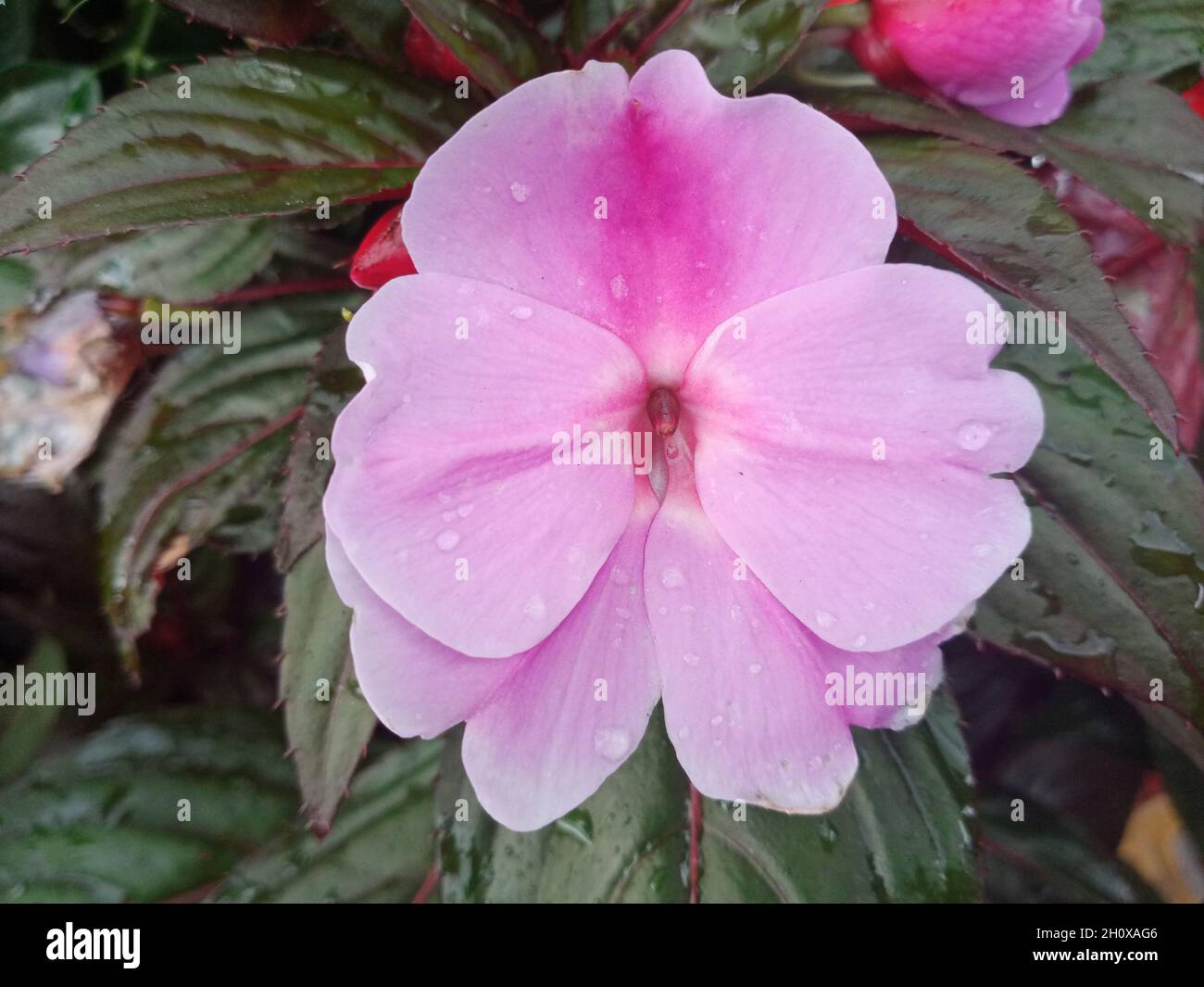 flowers with leaf tree garden Stock Photo - Alamy