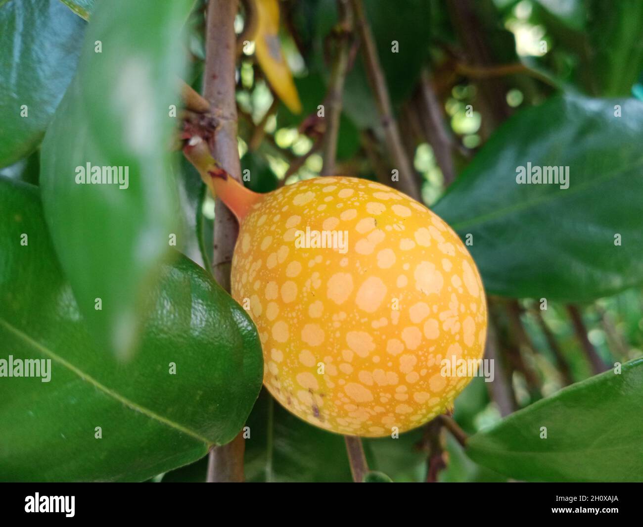 small yellow wild fruits on tree Stock Photo - Alamy