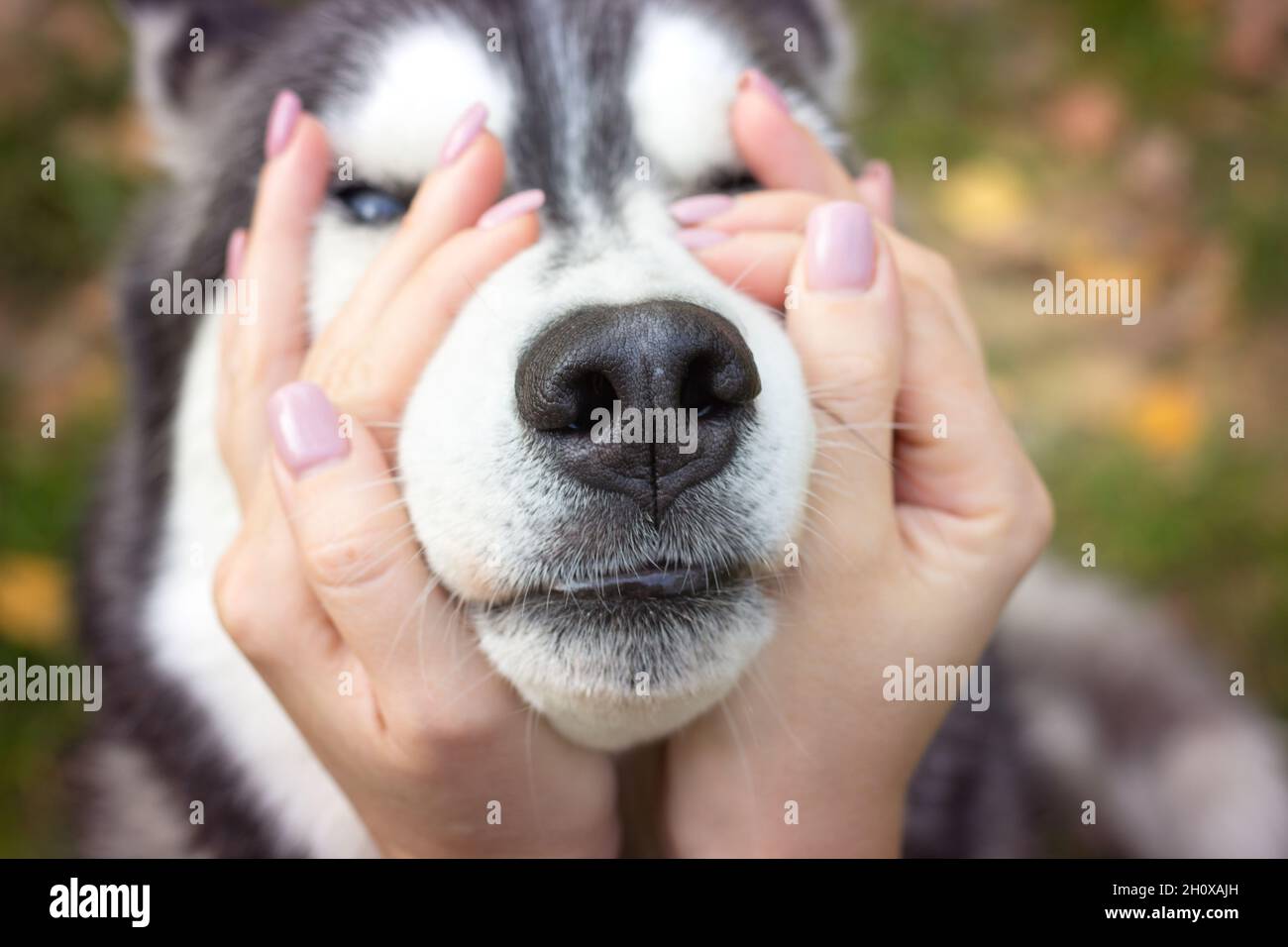 Cute funny dog. Hands hold the dog's face Stock Photo - Alamy