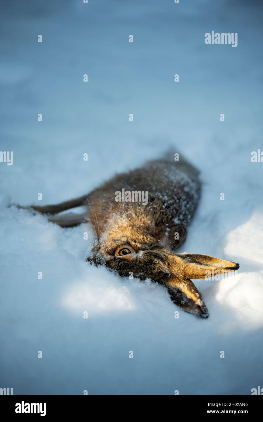 Dead hare on snow Stock Photo - Alamy