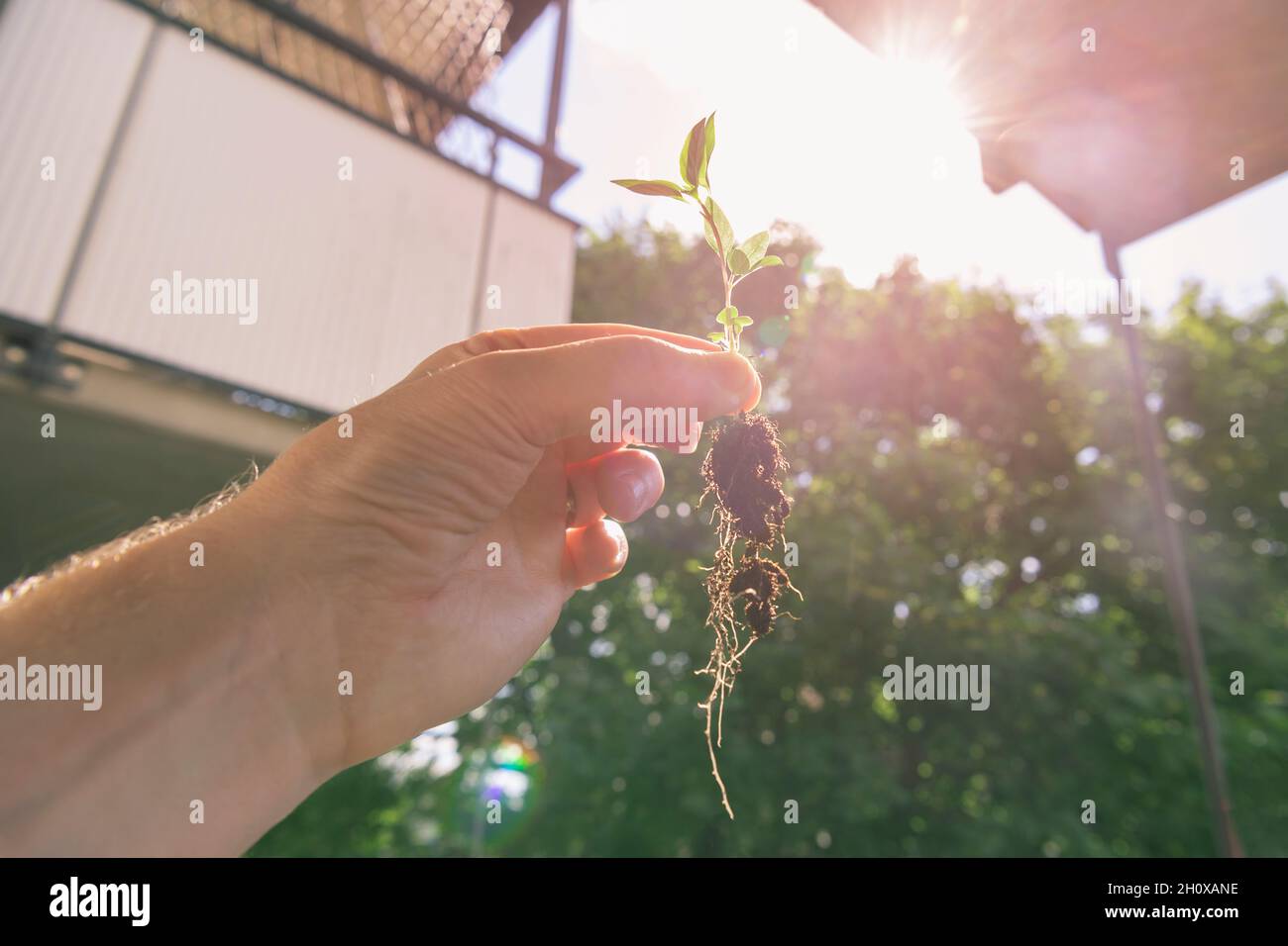 Hand holding seedling Stock Photo - Alamy