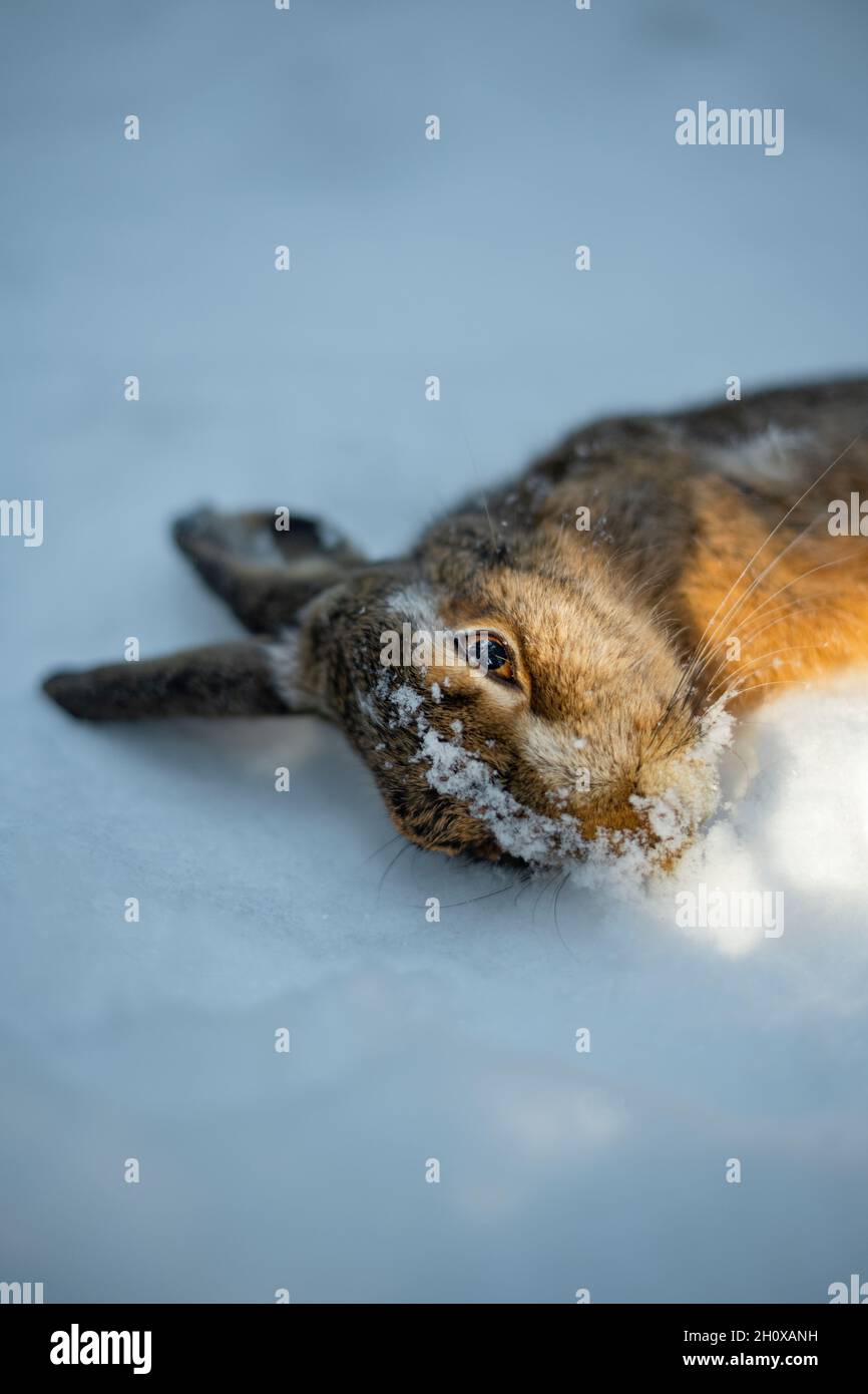 Dead mammals hi-res stock photography and images - Alamy