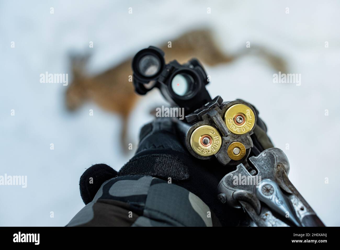 Hands of hunter with open shotgun Stock Photo - Alamy