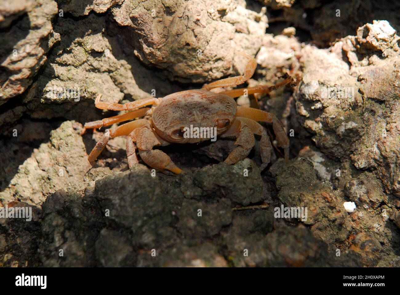 Greece Rhodes island Theologos village Valley of Butterflies 2 Stock ...