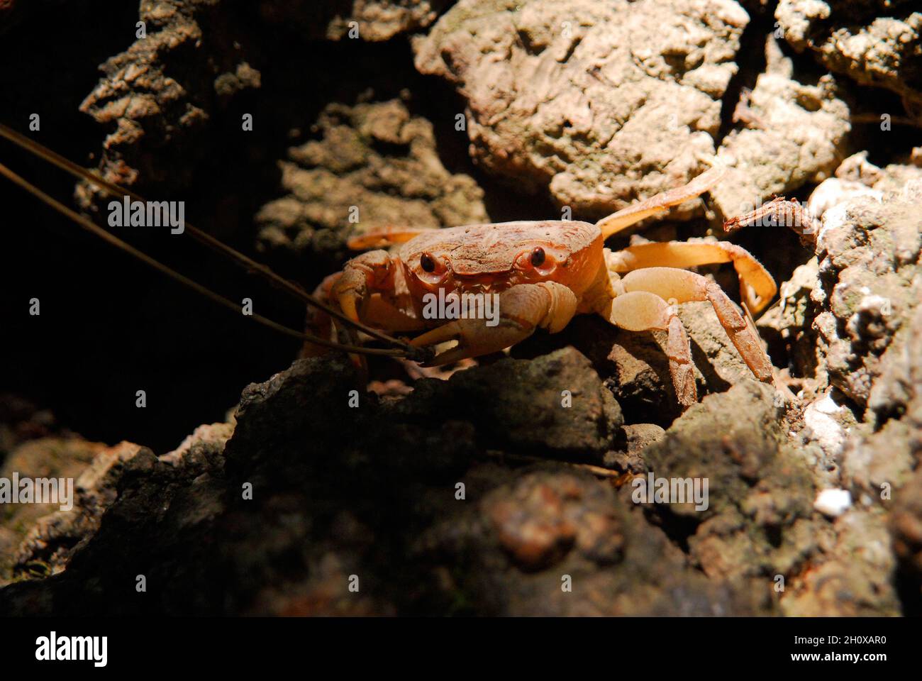 Greece Rhodes island Theologos village Valley of Butterflies 2 Stock ...