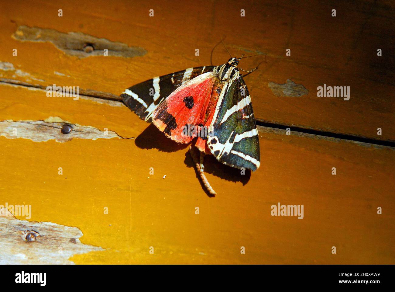 Greece Rhodes island Theologos village Valley of Butterflies 2 Stock ...
