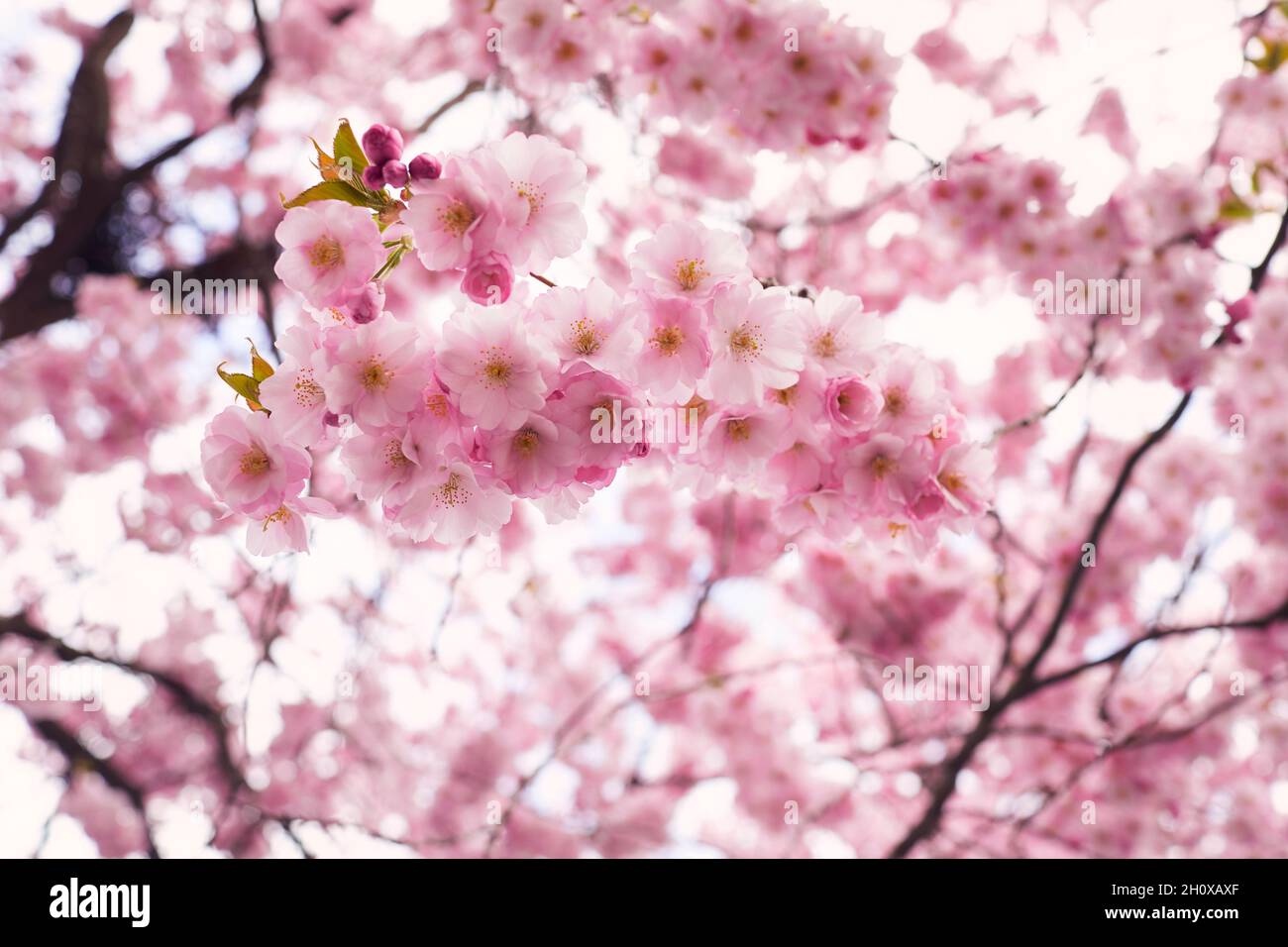 Boy plants hi-res stock photography and images - Alamy