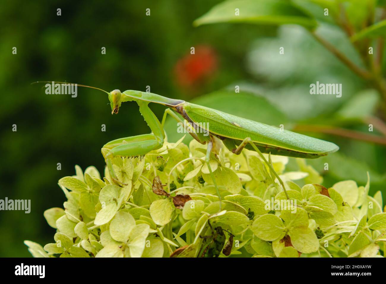 Large green mantis on the leaves of a flower in the home garden. Side ...