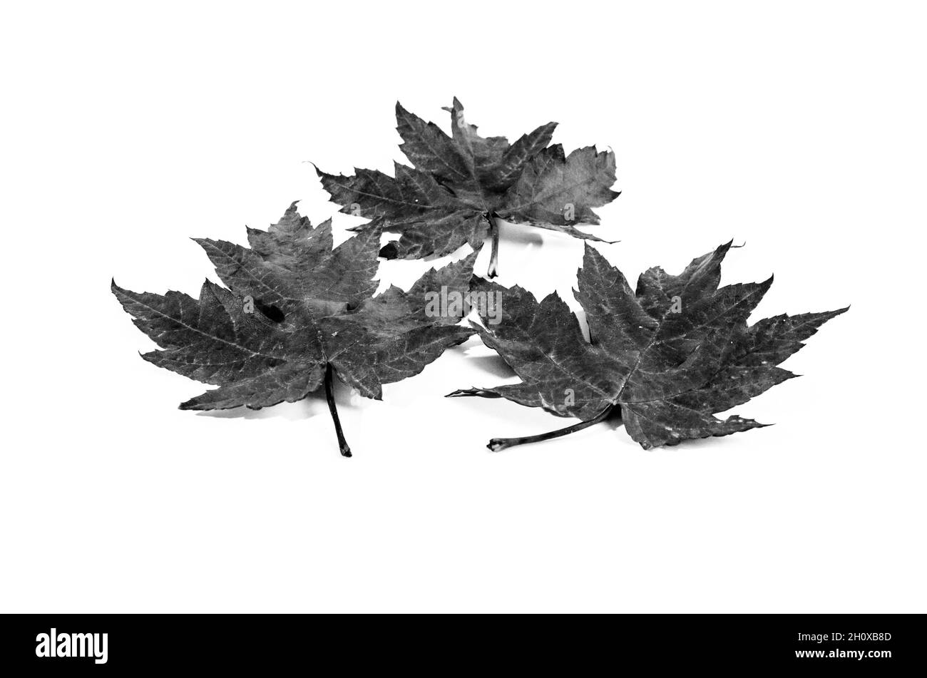 Autumn background dry fallen Black and White Stock Photos & Images - Alamy