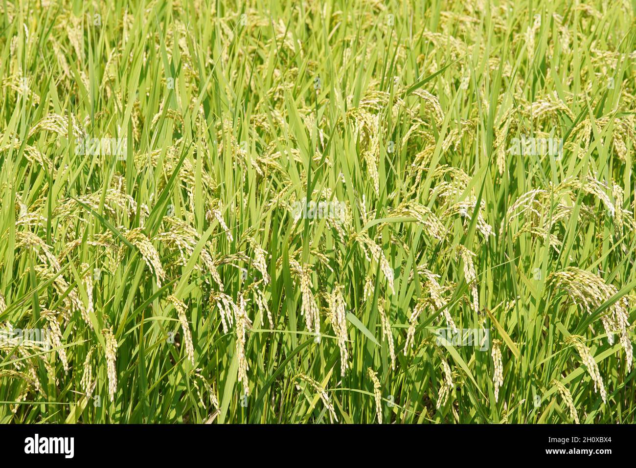 Rice plantation. Green rice paddy field. Organic rice farm in Japan ...