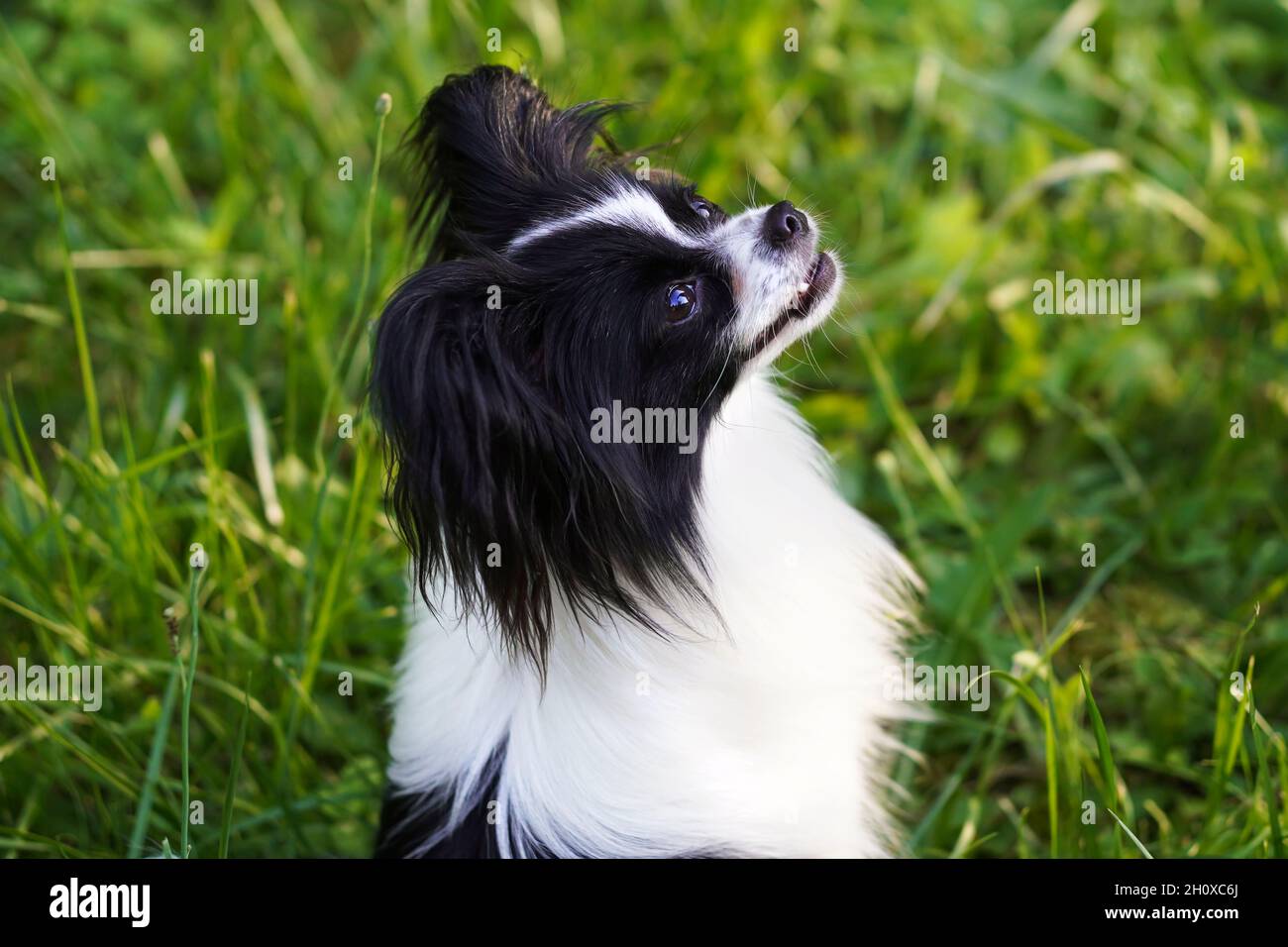 The Papillon Dog, the Continental Toy Spaniel. Pet animals. Purebred ...