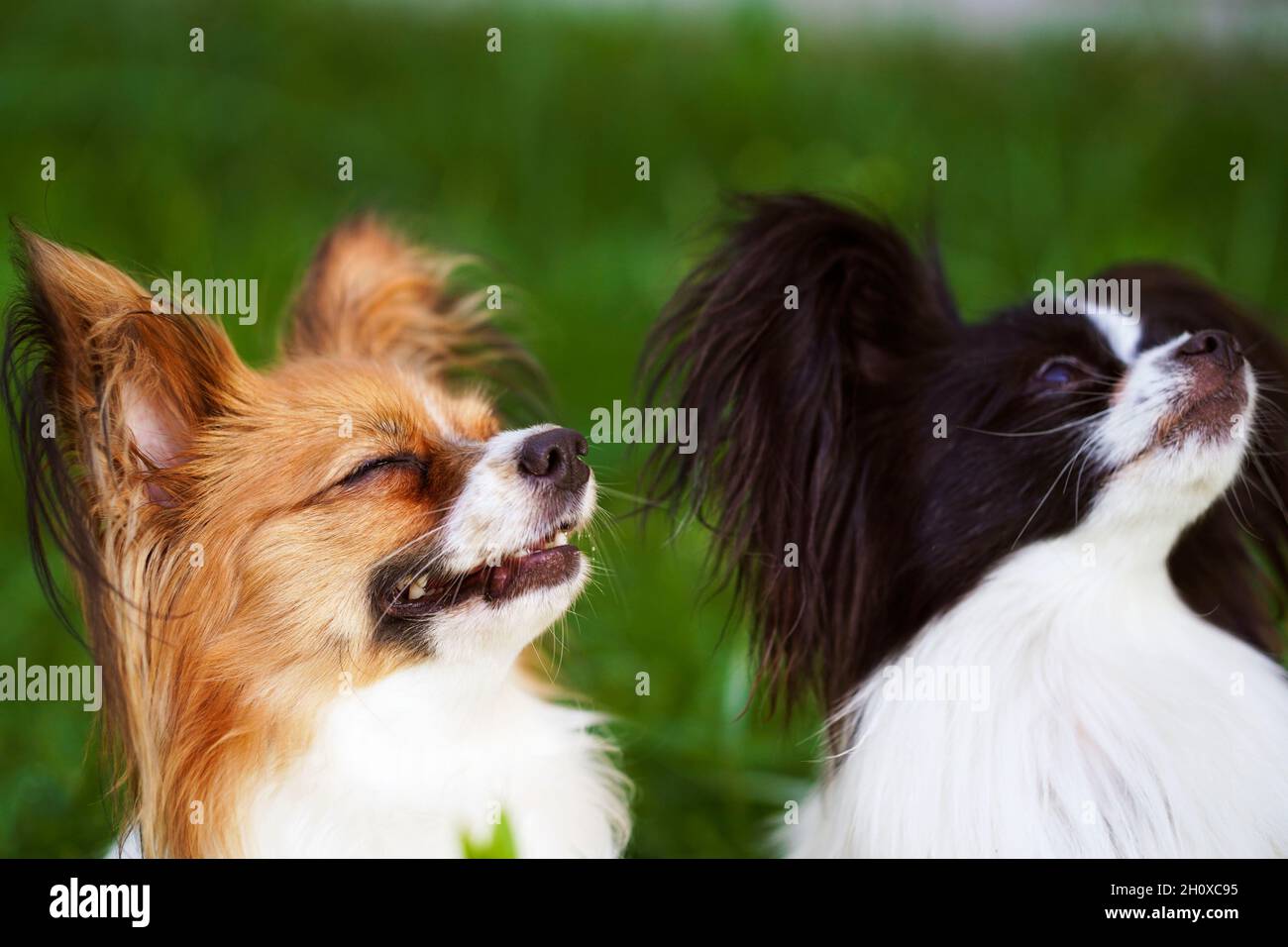 Funny butterfly hi-res stock photography and images - Alamy