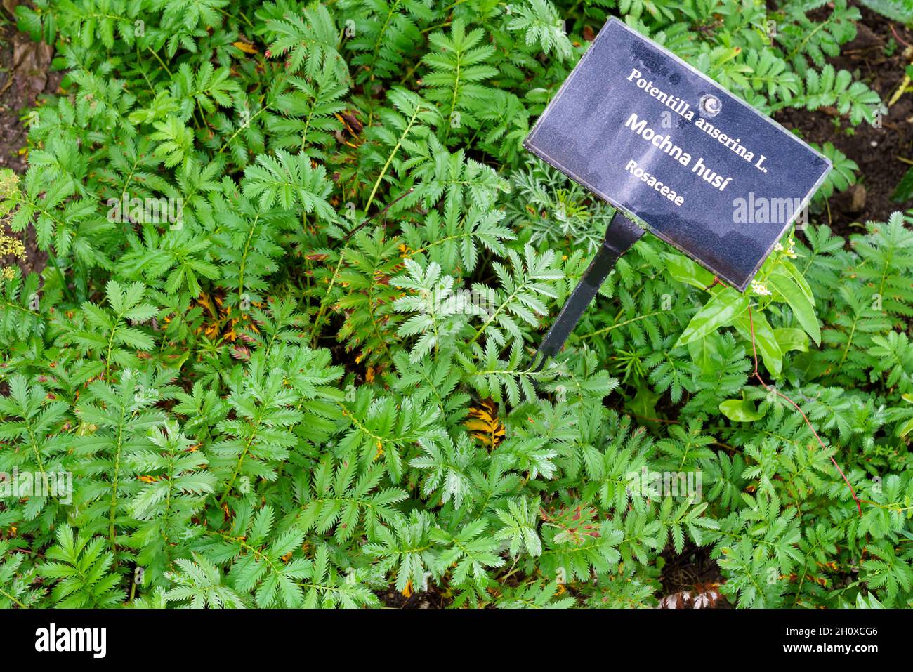 Herbaceous plant silverweed named potentilla anserina or argentina ...