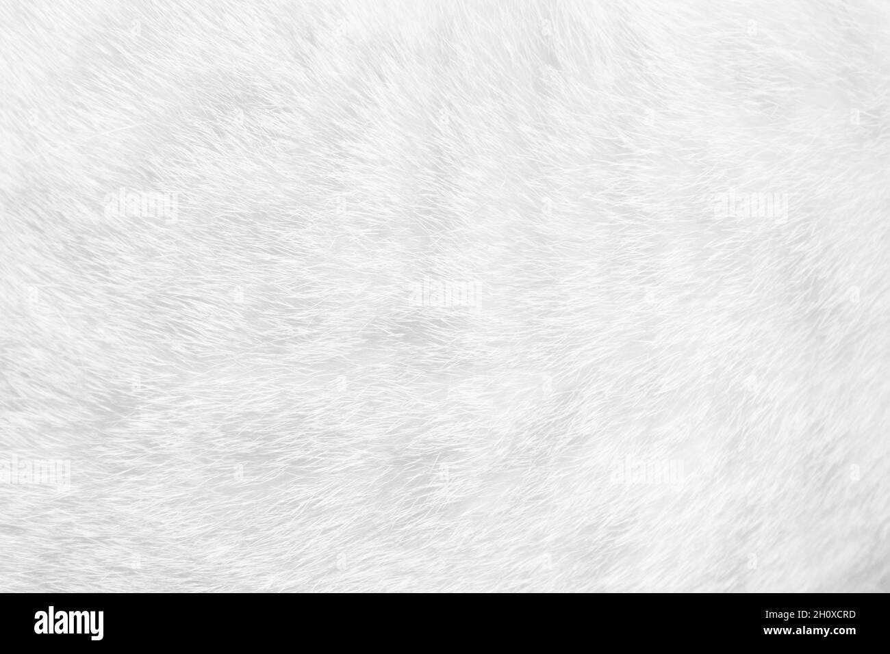 Cat fur close up background texture. White abstract stripes Stock Photo ...