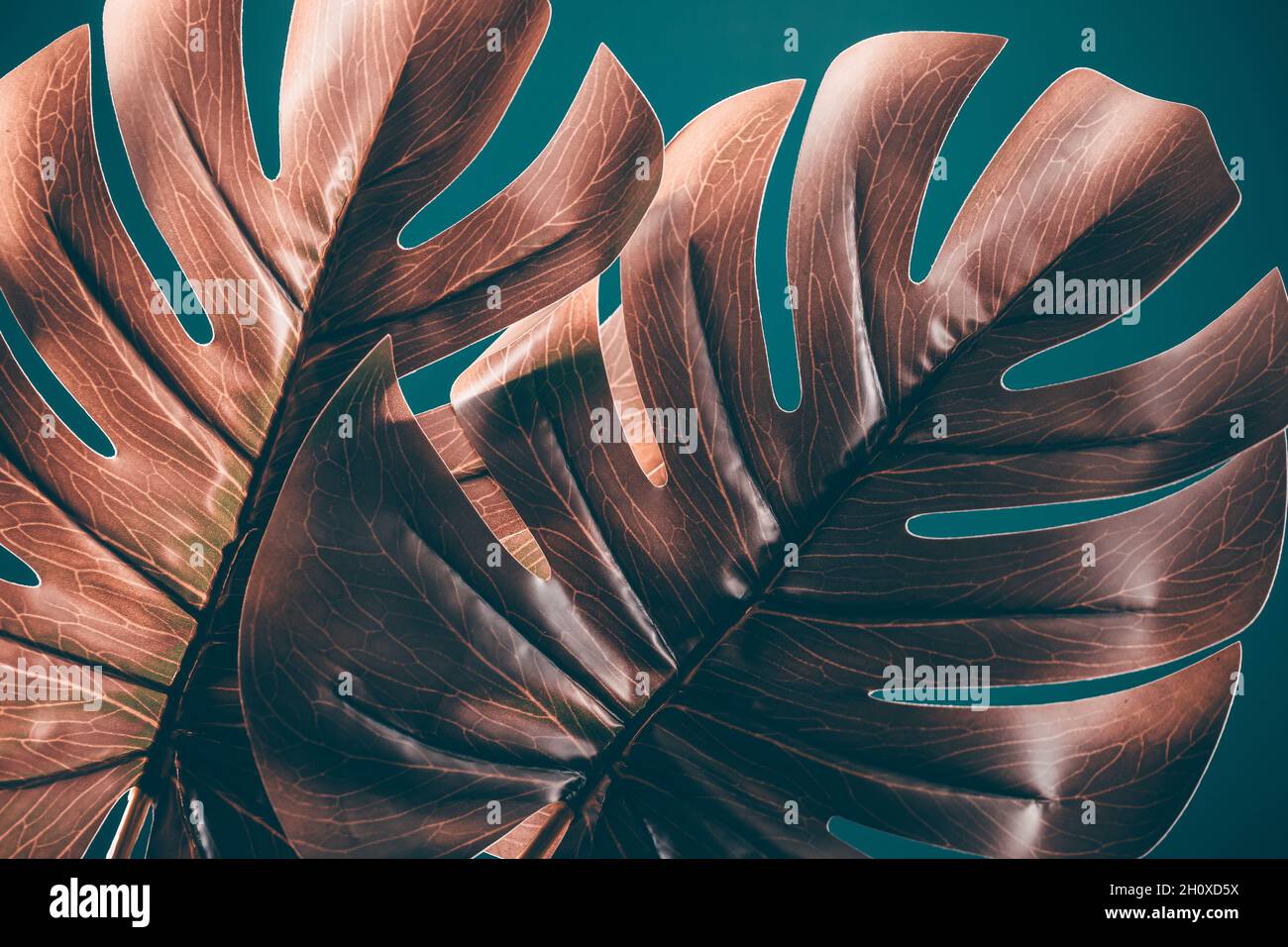 Tropical leaves of monstera plant. Fashion concept, minimalism and ...