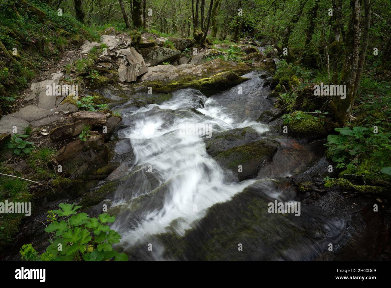 Cascades forest spring hi-res stock photography and images - Alamy