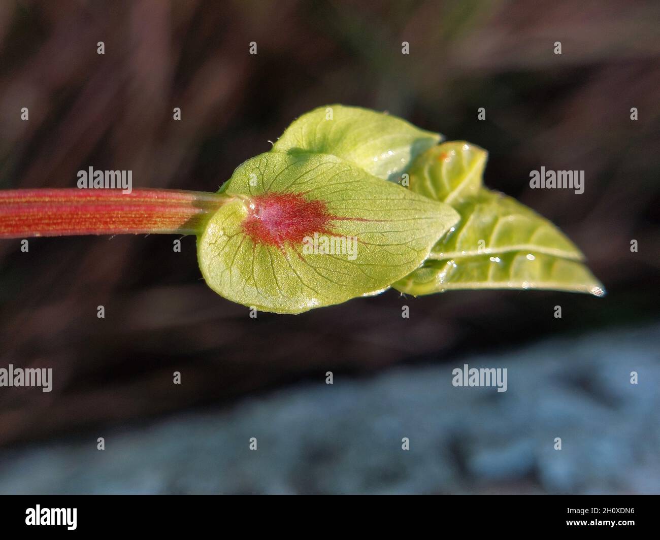 Japan leaf hi-res stock photography and images - Alamy