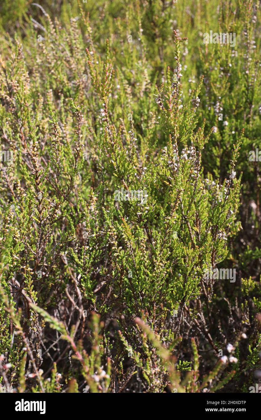 Calluna vulgaris, Common Heather, Ericaceae. Wild plant shot in summer ...