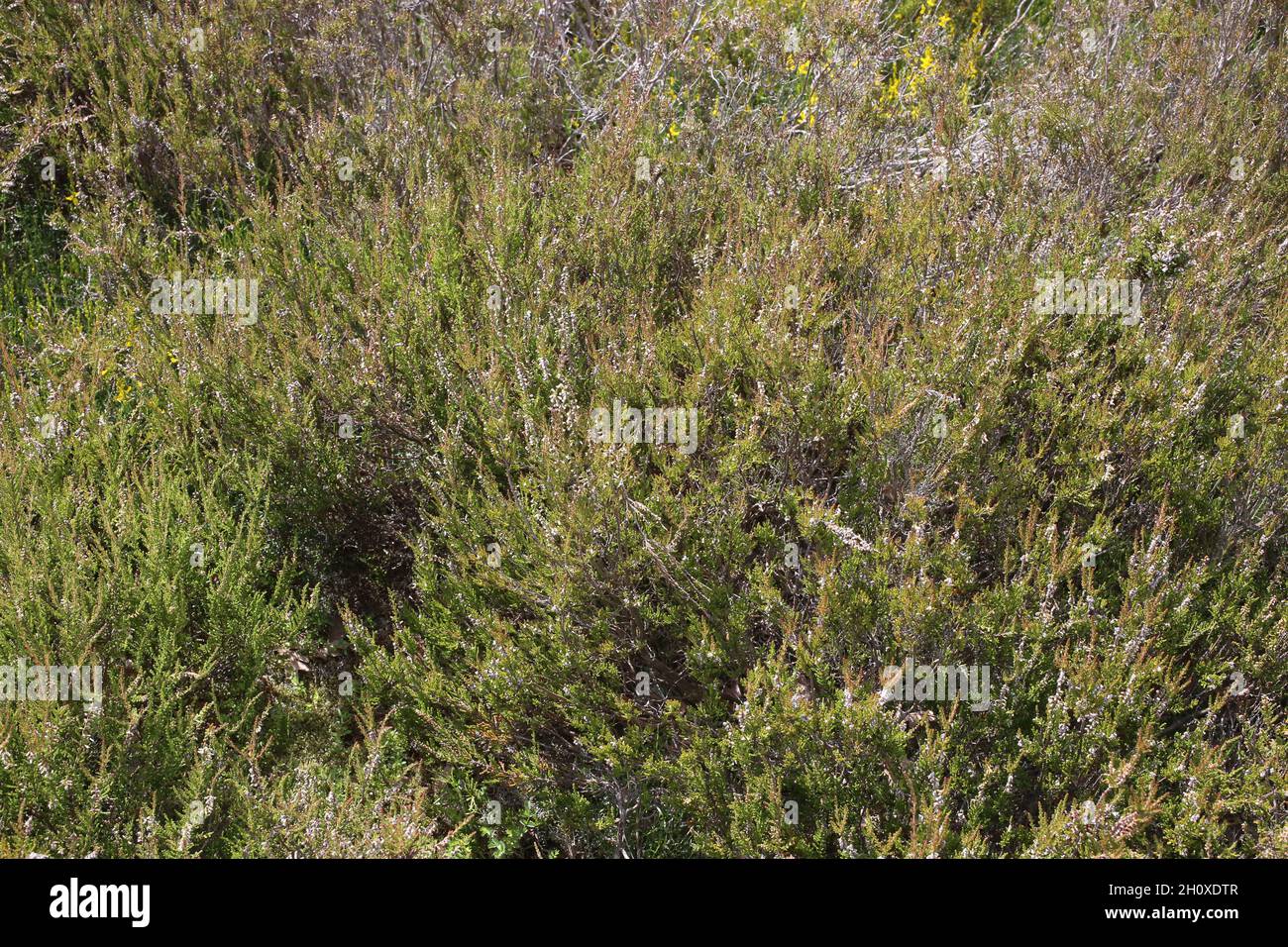 Calluna vulgaris, Common Heather, Ericaceae. Wild plant shot in summer ...