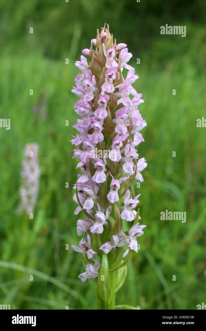 Dactylorhiza incarnata, Early Marsh Orchid, Orchidaceae. Wild plant shot in summer Stock Photo ...