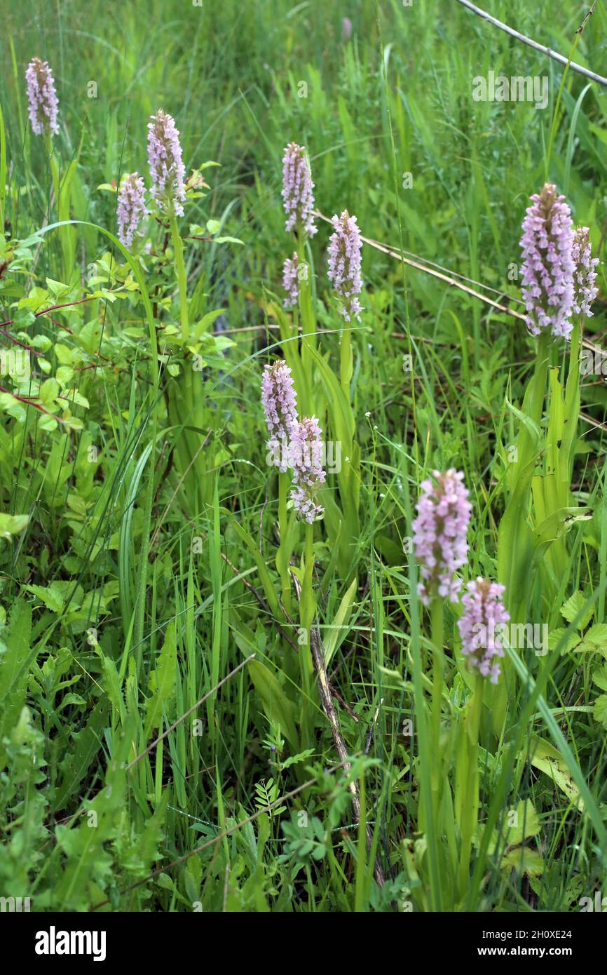 Dactylorhiza incarnata, Early Marsh Orchid, Orchidaceae. Wild plant shot in summer Stock Photo ...