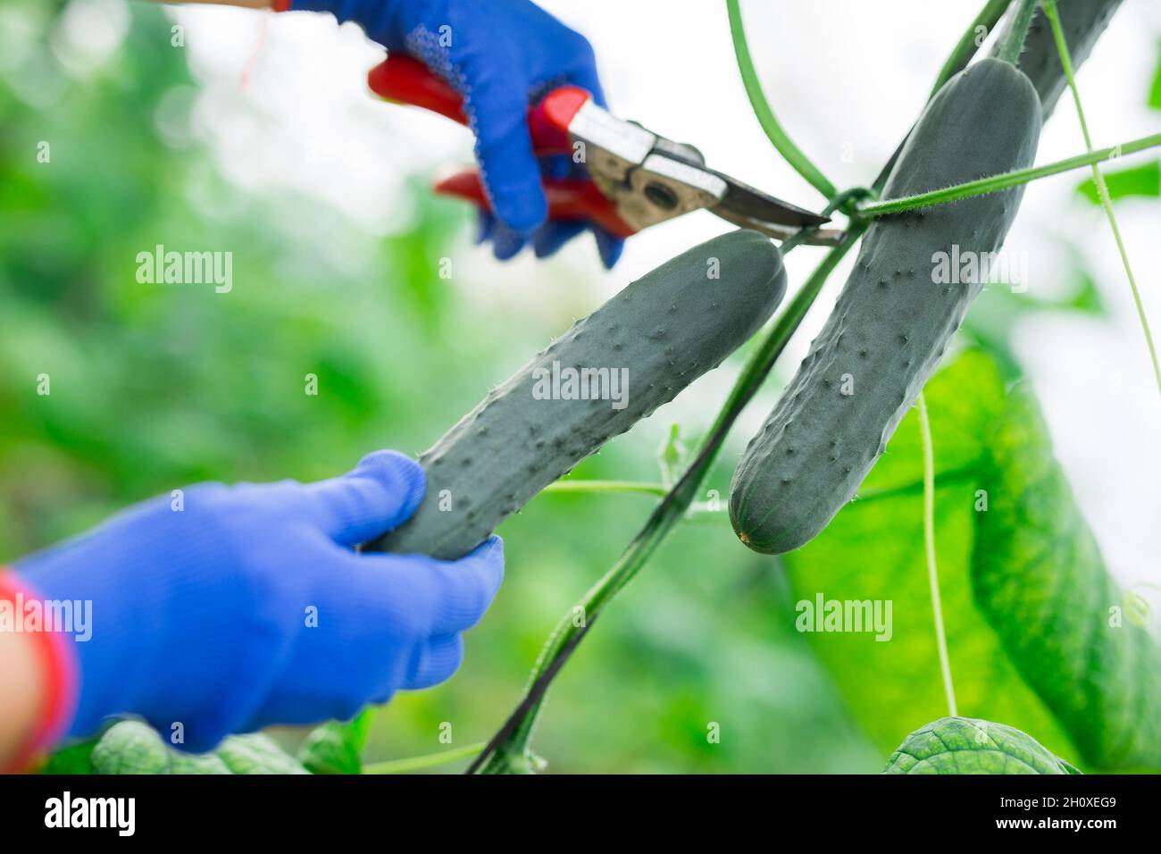 Farmers hands pruning ripe cucumbers with pruning shears Stock Photo ...