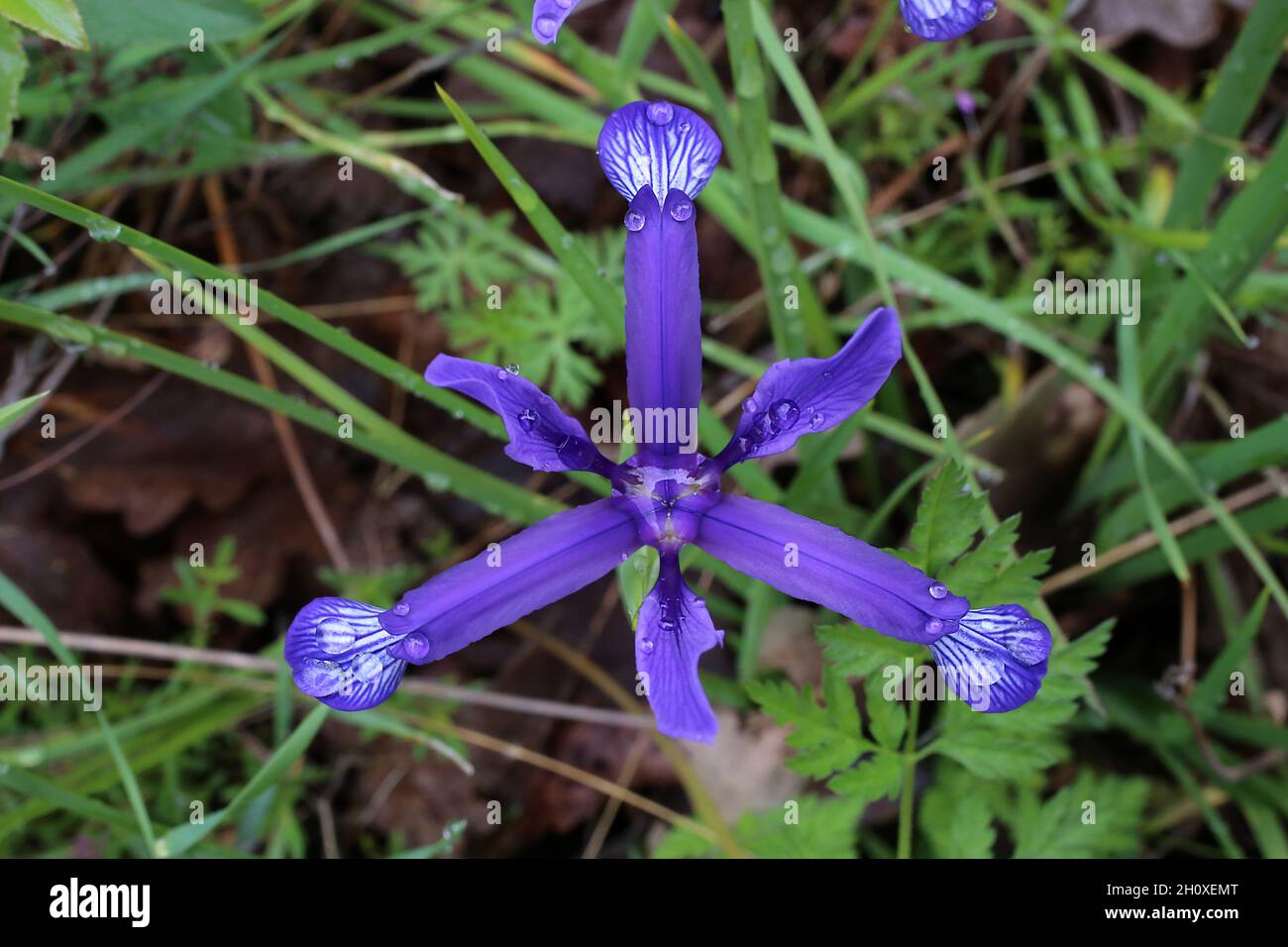 Botany iridaceae iris hi-res stock photography and images - Alamy