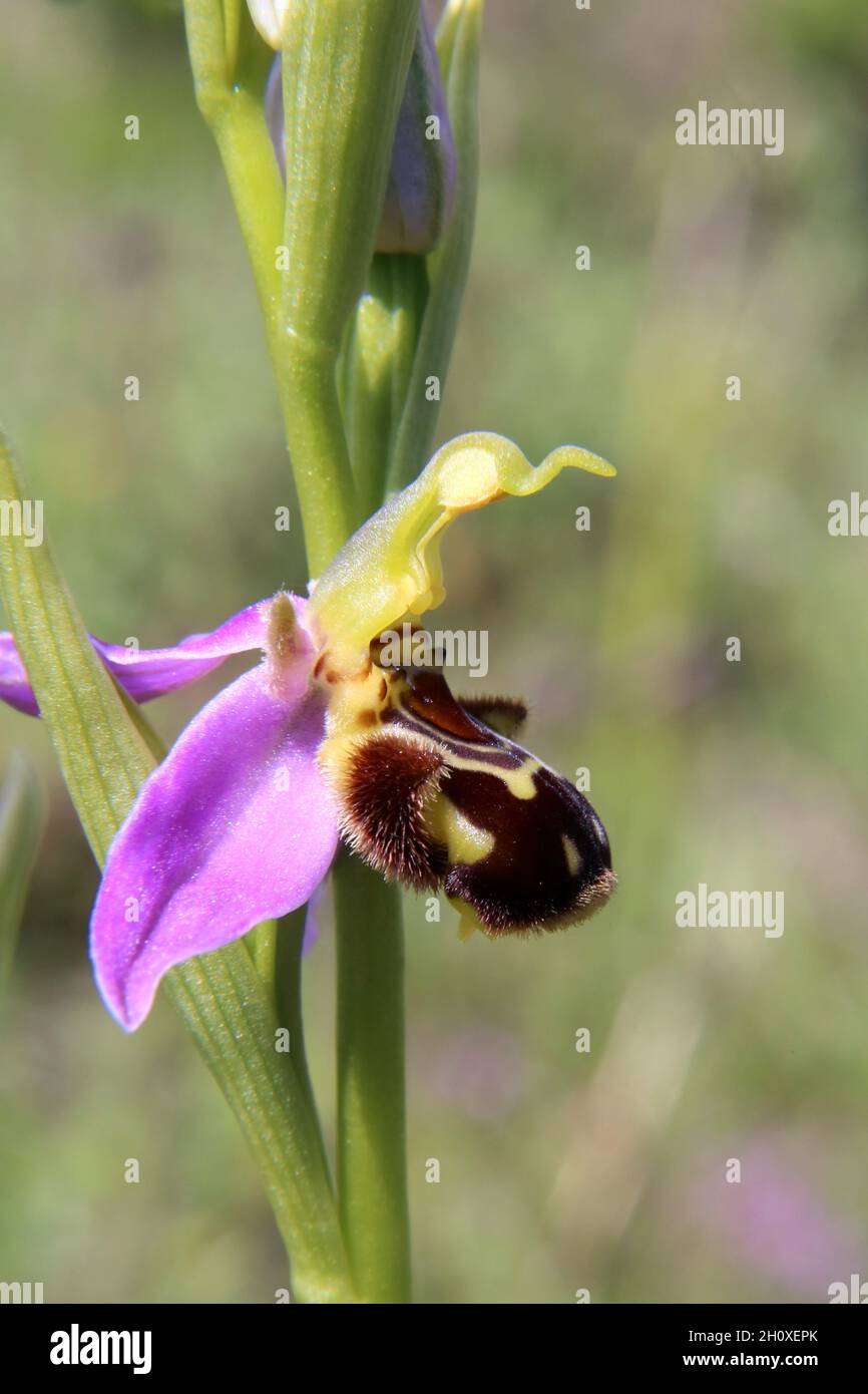 Ophrys apifera, Orchidaceae. Wild plant shot in summer Stock Photo - Alamy