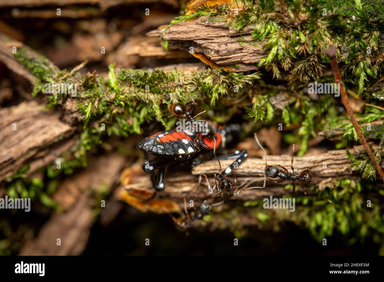 A bunch of ants attacking a bug and carrying it into the nest Stock ...