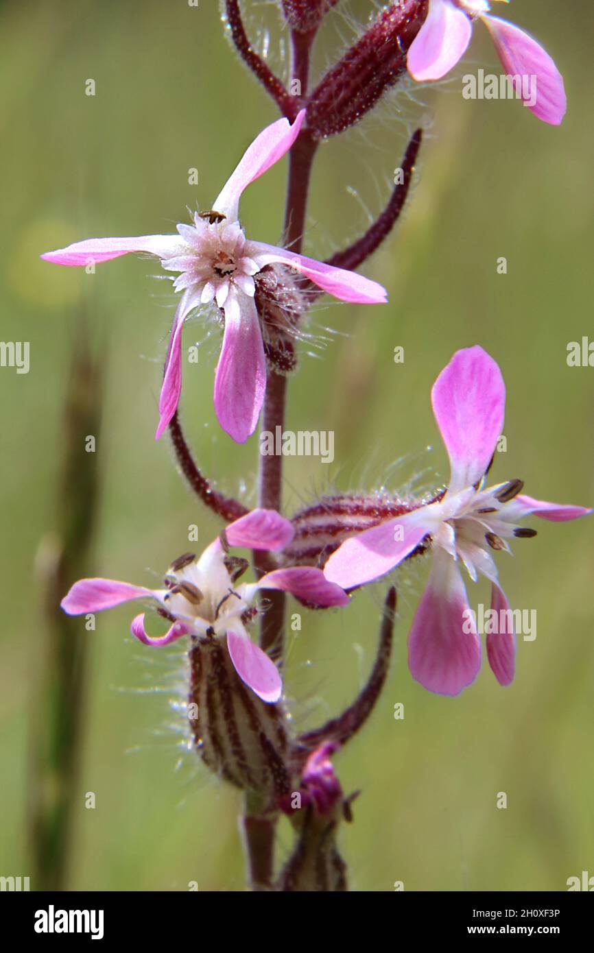 Silene gallica, Caryophyllaceae. Wild plant shot in summer Stock Photo ...
