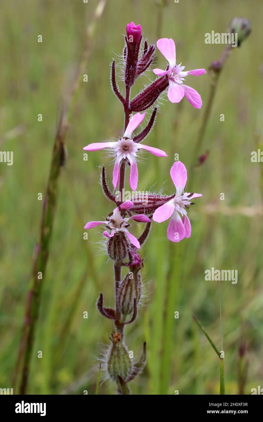 Silene gallica, Caryophyllaceae. Wild plant shot in summer Stock Photo ...