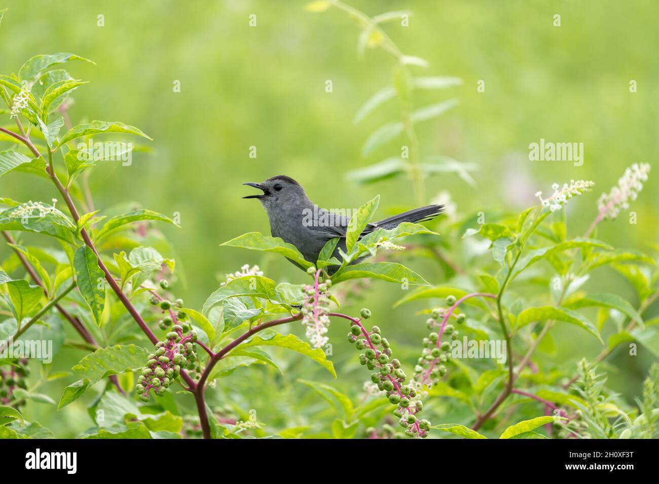 Pokeweed bird hi-res stock photography and images - Alamy