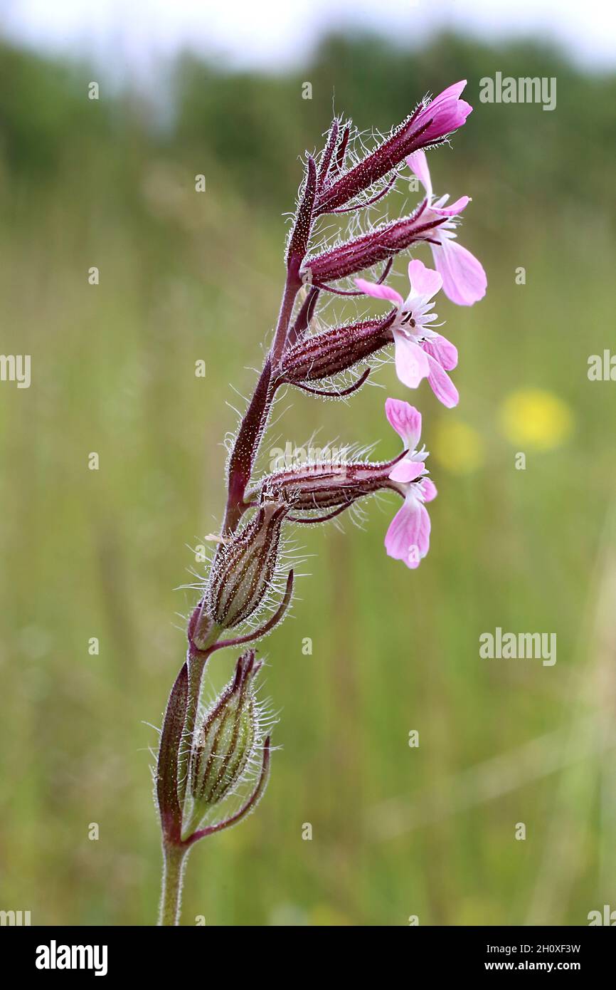 Silene gallica, Caryophyllaceae. Wild plant shot in summer Stock Photo ...