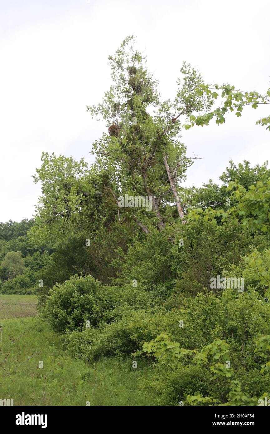 Loranthaceae hi-res stock photography and images - Alamy