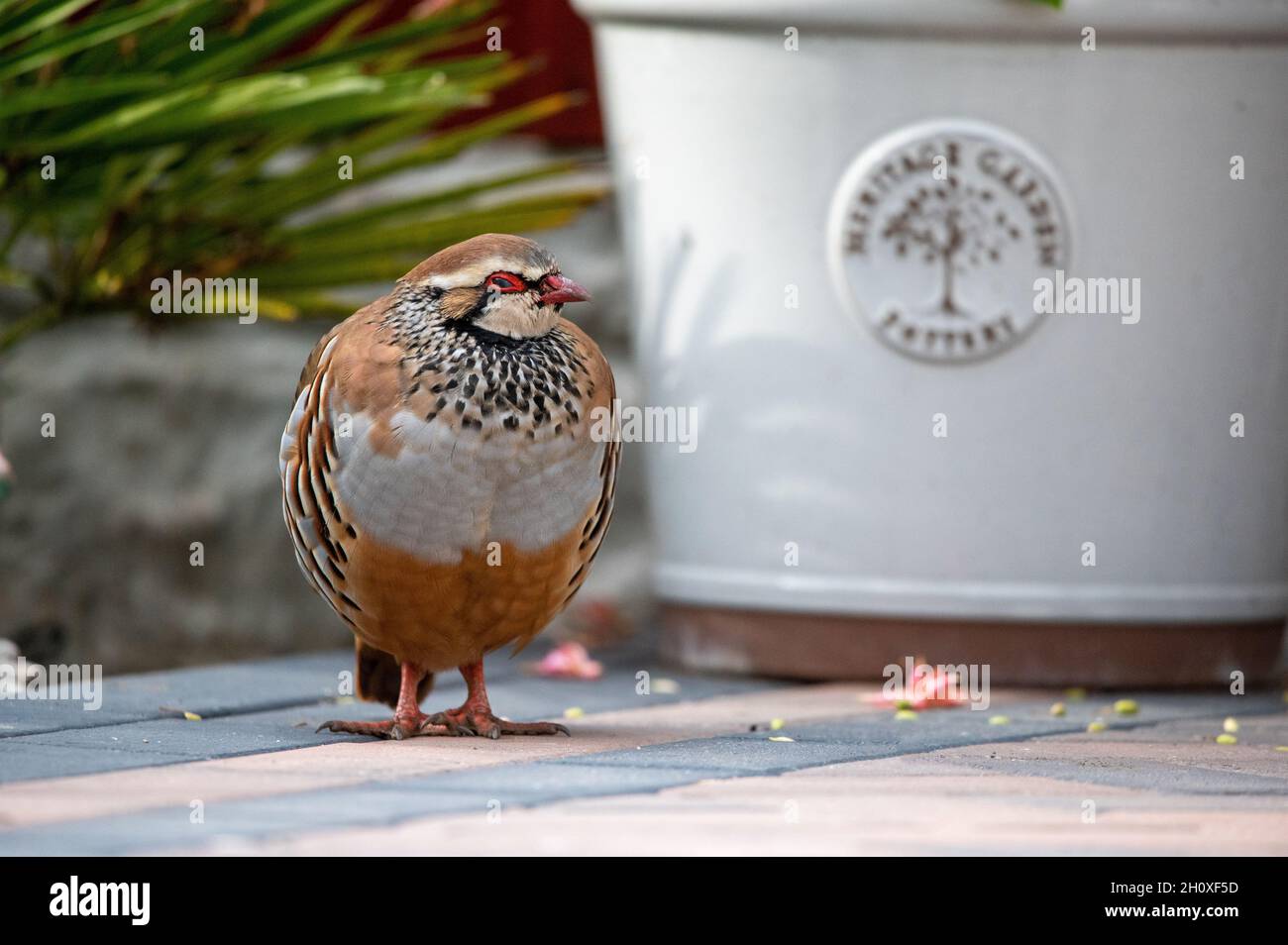Red Legged Partridge in a garden setting Stock Photo - Alamy