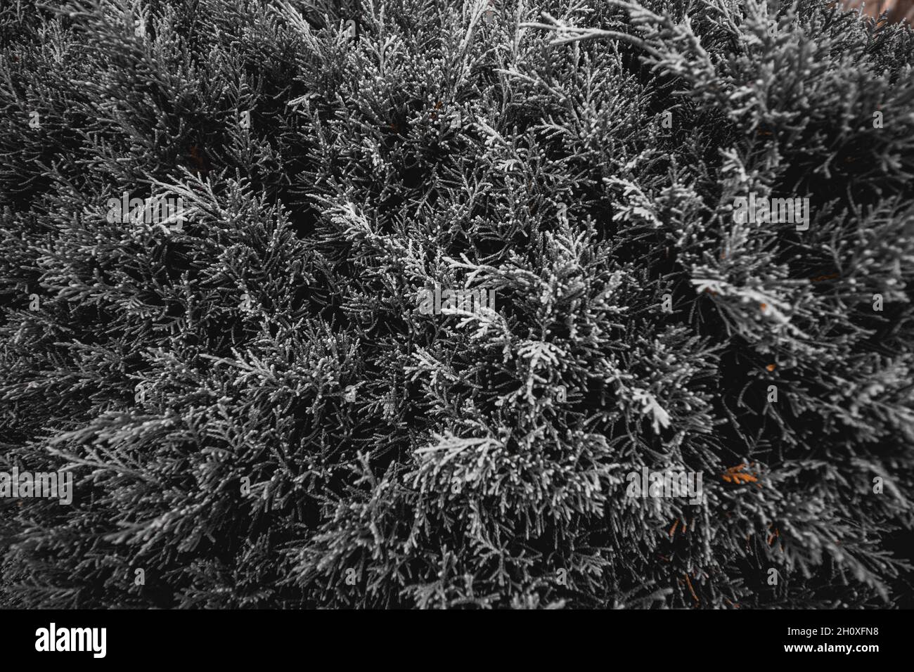 Dense cypress bush close-up. Black and white natural background. Dark ...
