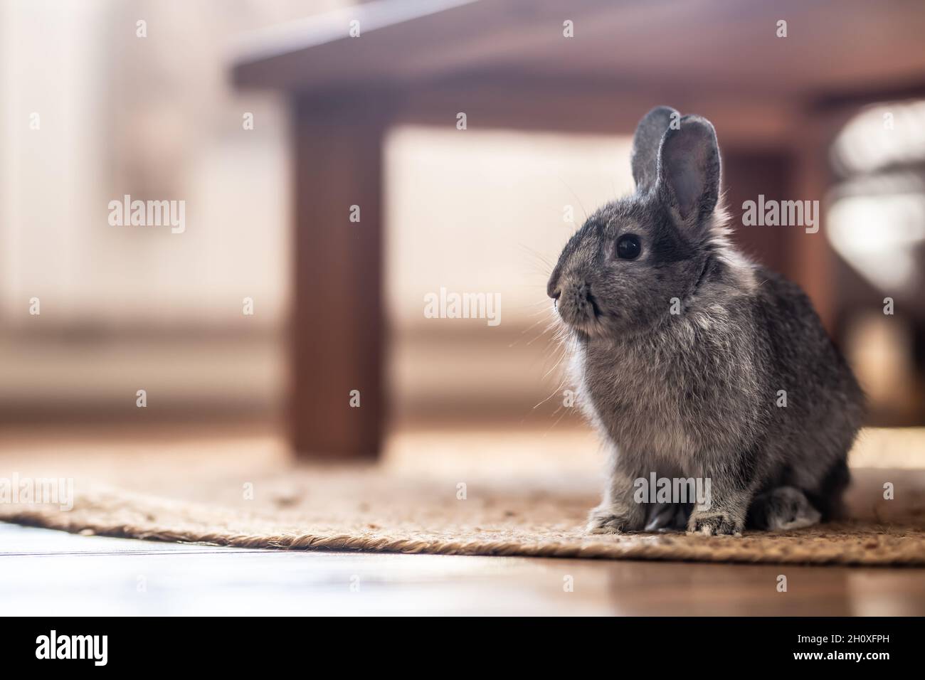 Adorable domestic rabbit sitting on a rug under a table in the living ...