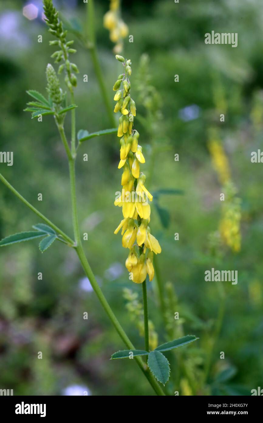 Melilotus officinalis, Common Yellow Melilot, ellow sweet clover ...