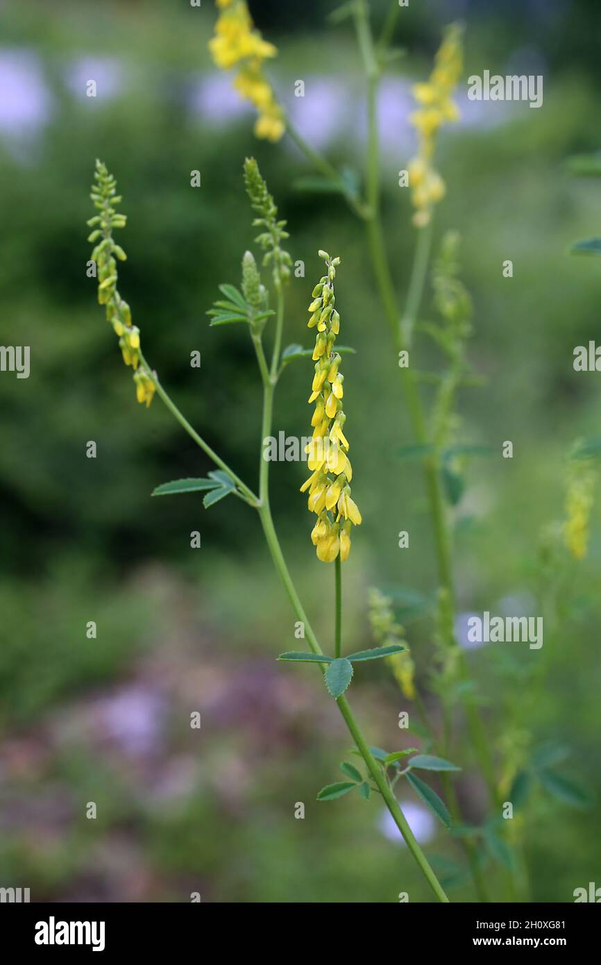 Melilotus officinalis, Common Yellow Melilot, ellow sweet clover ...