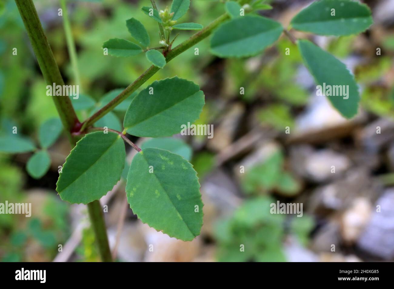 Melilotus officinalis, Common Yellow Melilot, ellow sweet clover ...