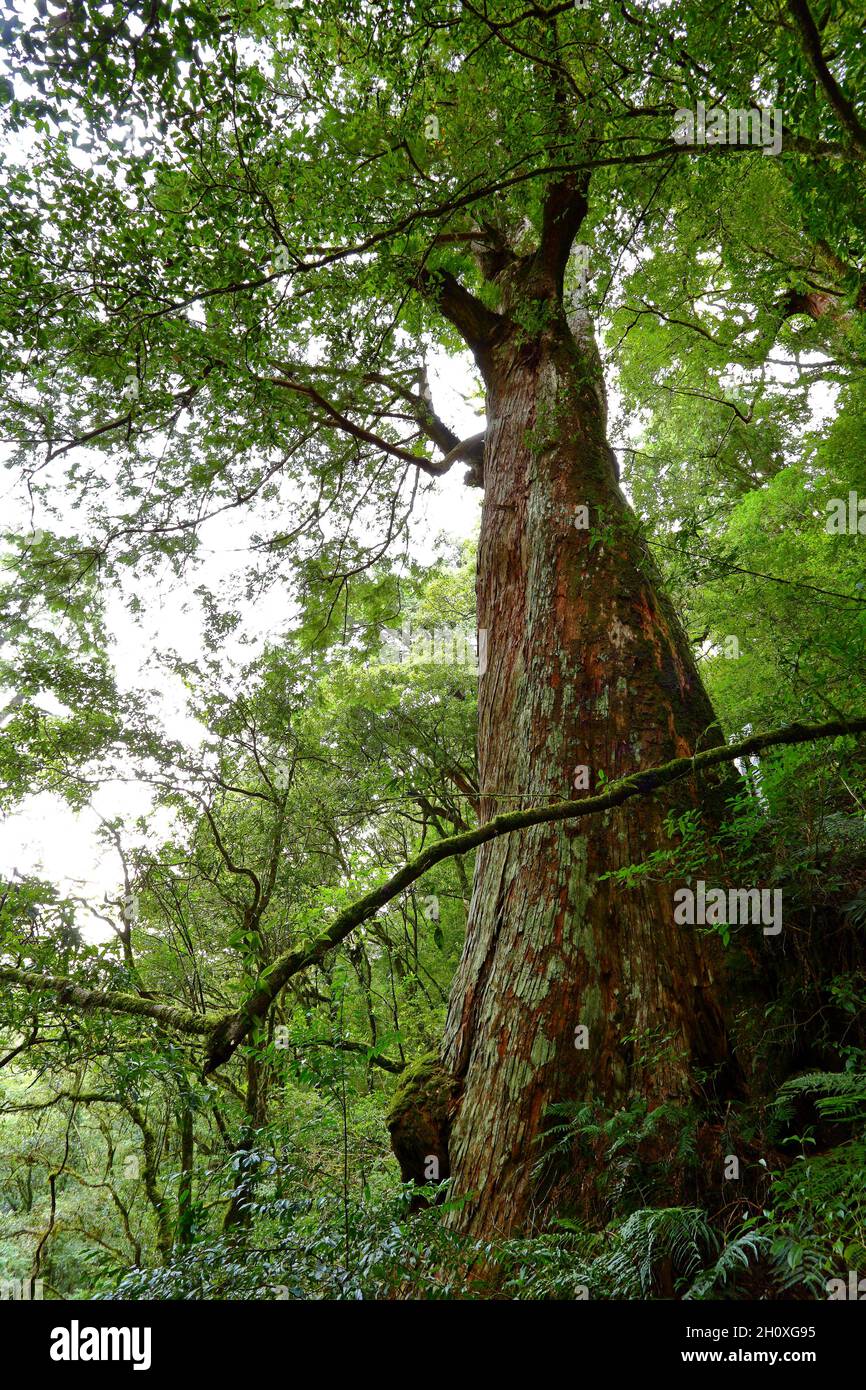 Lalashan Natural forest, paths in a forest of cypress trees in Taoyuan ...