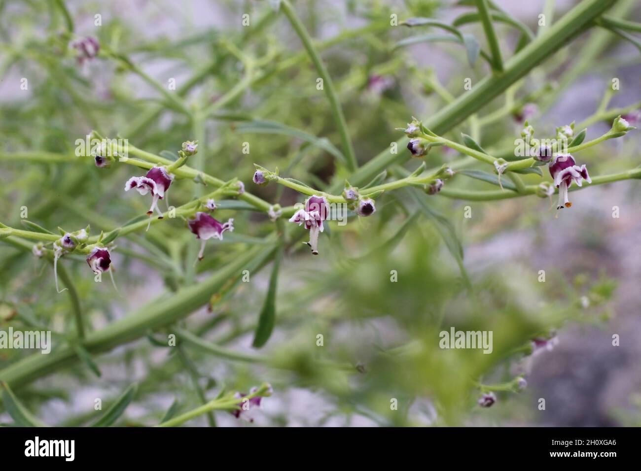 Scrophularia hi-res stock photography and images - Alamy