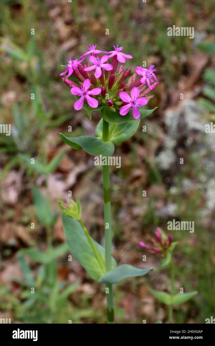 Silene compacta hi-res stock photography and images - Alamy