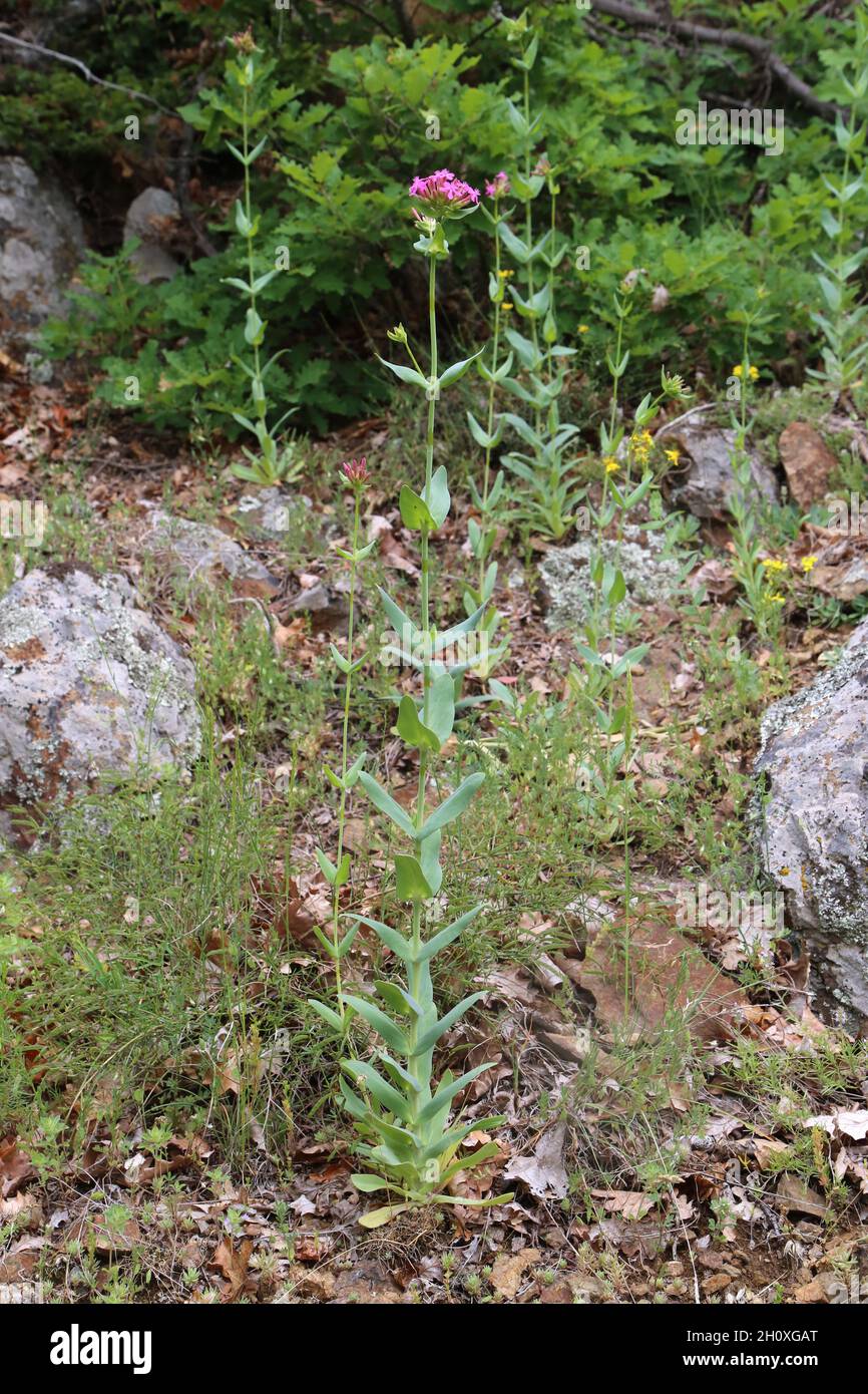 Silene compacta hi-res stock photography and images - Alamy