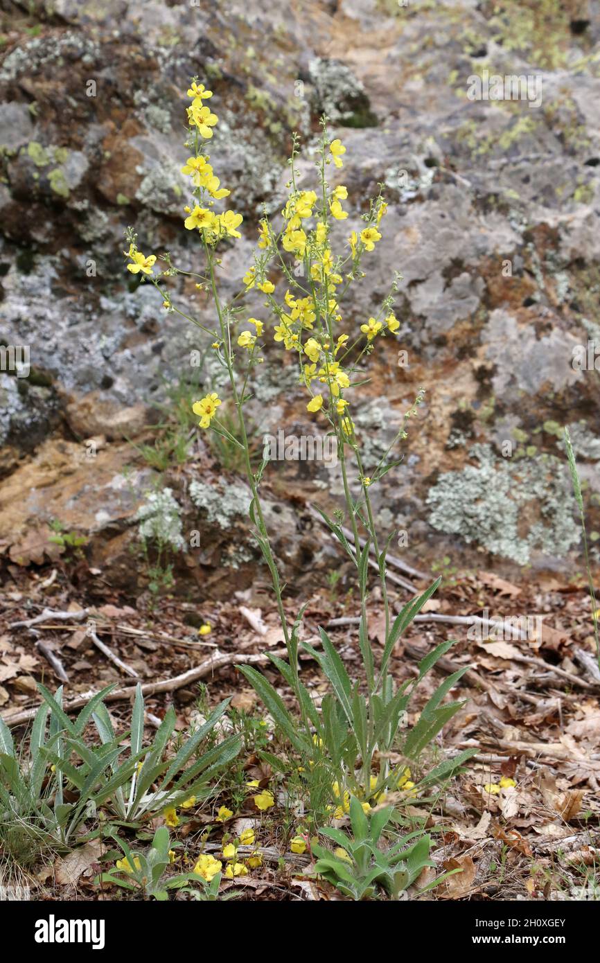 Verbascum humile hi-res stock photography and images - Alamy