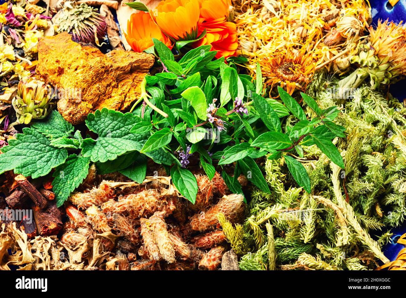 Set of fresh and dry homeopathic herbs.Plants in herbal medicine Stock ...