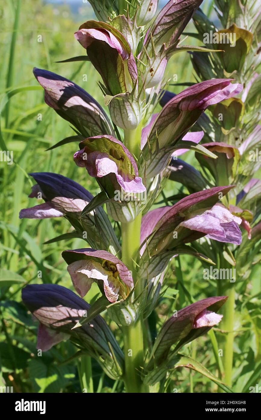 Acanthus balcanicus, Acanthus hungaricus, Acanthaceae. Wild plant shot ... Acanthus balcanicus, Acanthus hungaricus, Acanthaceae. Wild plant shot ...